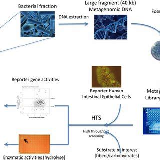 PDF Functional Metagenomics To Decipher Foodmicrobehost Crosstalk