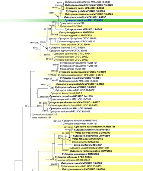 Phylogram Generated From Maximum Parsimony Analysis Based On Combined