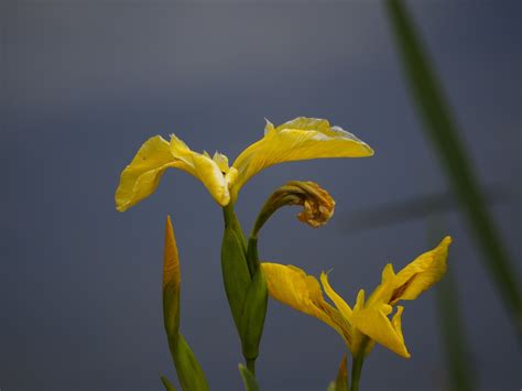 자연 아이리스 꽃 Pixabay의 무료 사진 Pixabay