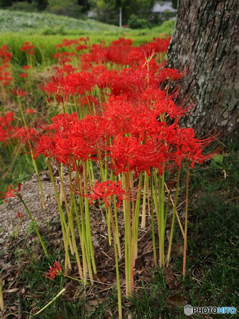 2022彼岸花紅Ⅲ by おぎどん ID11324725 写真共有サイト PHOTOHITO