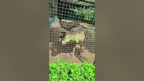 ছট ভিডিও Youtube