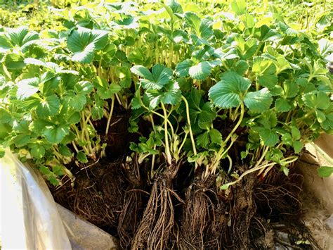 Саженцы Клубники (Земляники ) Аврора Карима, Новосибирск