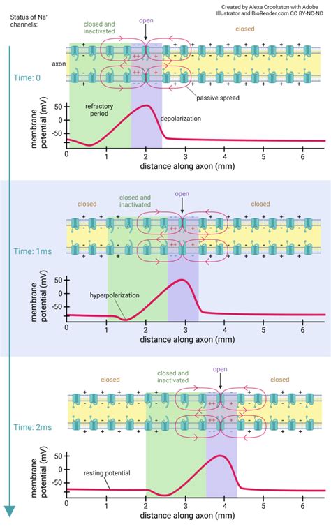 Action Potential Propagation Integrated Human Anatomy And Physiology