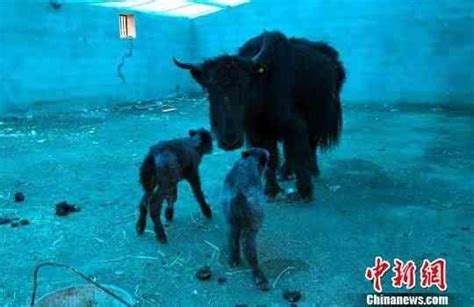 青海甘德現萬分之一罕見雙胞胎氂牛 每日頭條