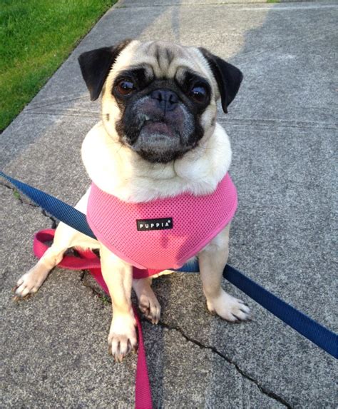 Beefy Pug No Parking In The Sexy Pug Red Zone