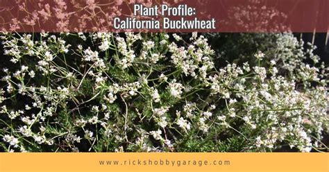 Plant Profile California Buckwheat Ricks Hobby Garage