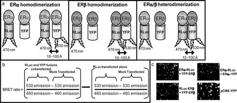 Bret Methodology A Shown Is A Schematic Representing Ligand Dependent