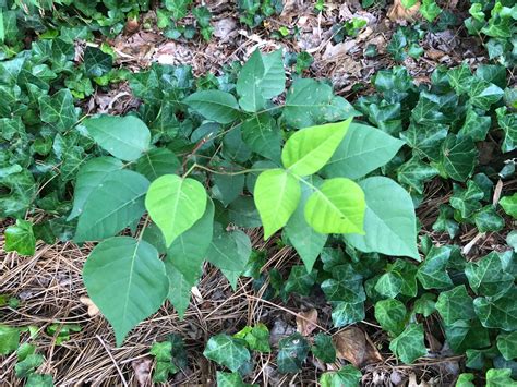 Does A Hot Shower Help Poison Ivy At Maryann Wylie Blog