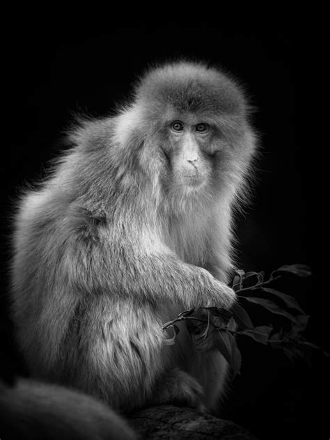 Monkey Project On Behance