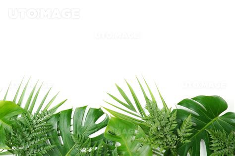 유토이미지 신선한 야자수 잎 열대 야자수 잎 오브젝트035