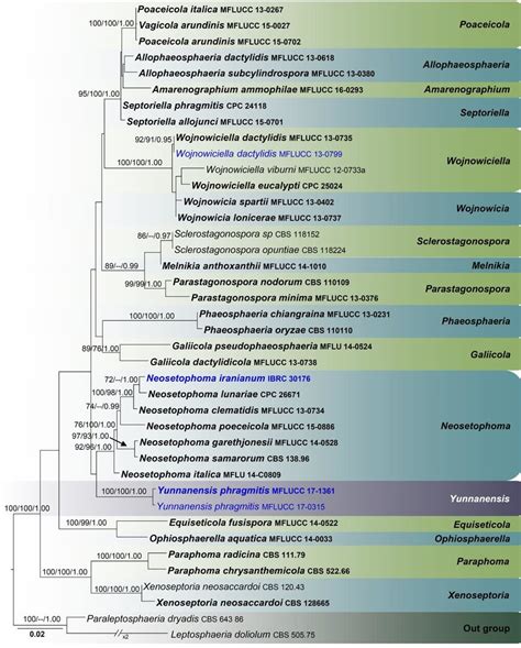 Raxml Tree Based On A Combined Dataset Of Lsu Ssu And Its Partial Download Scientific Diagram