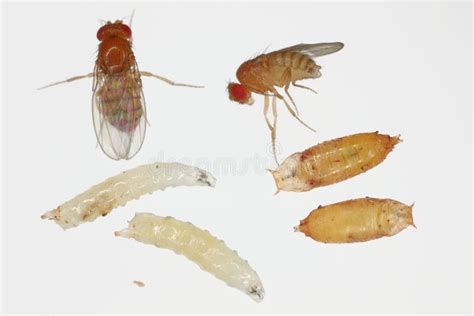 Drosophila Larval Stages Atlas Of Drosophila Development By Volker