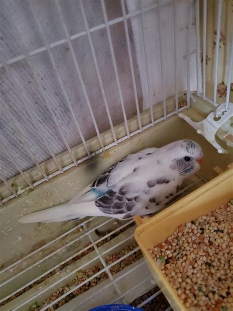 Meet The New Babies Kaiju And Godzilla Rpetbudgies