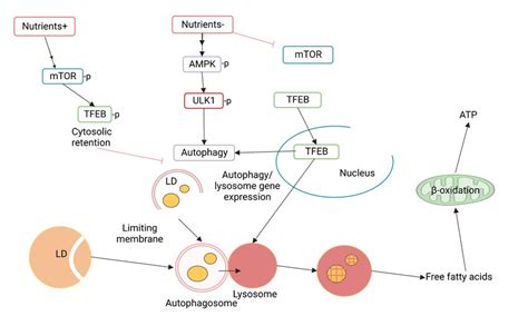 Schematic Diagram Of Main Autophagy Pathways Affecting Lipid Metabolism