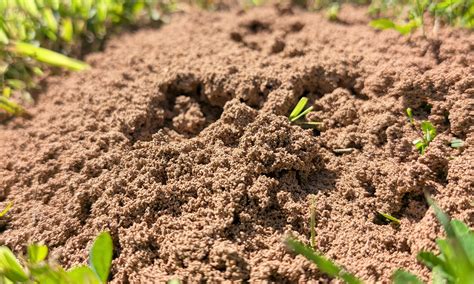 Fire Ants In Your Yard Ut Extension Offers Control Recommendations