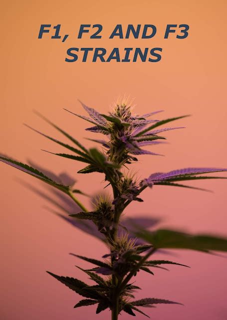 Whats The Difference Between F1 F2 And F3 Weed Strain Seeds