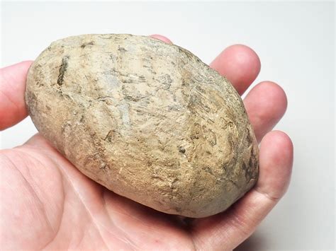 Large Bivalve Shell Buyafossil