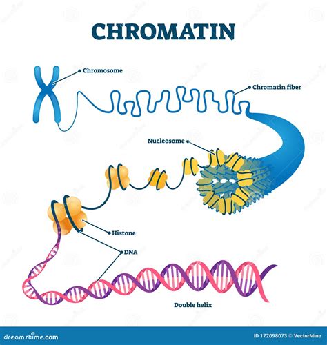 Structure Of A Nucleosome Royalty Free Stock Image