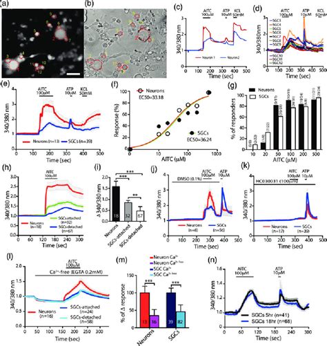 Aitc Evoked Calcium Transients In Neurons And Sgcs Of Drg Dissociated