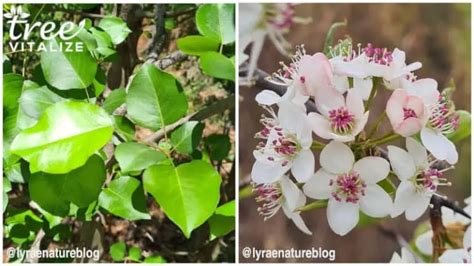 35 Common Native Trees In Kentucky