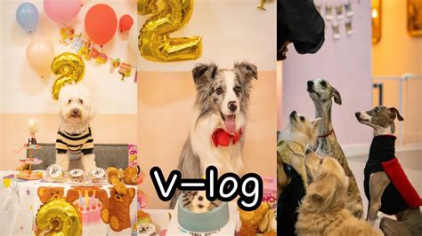 강아지입양 Vlog 친구 생일파티에 다녀왔어요~ 힐링 사진 보고가세요 Youtube