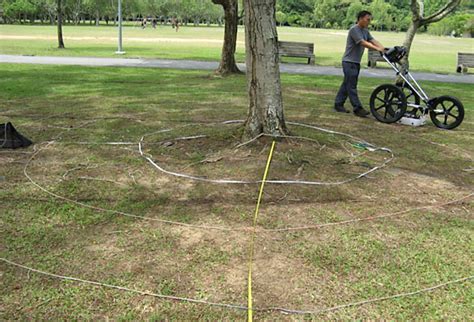 TreeRadar Give Your Tree A Physical Exam