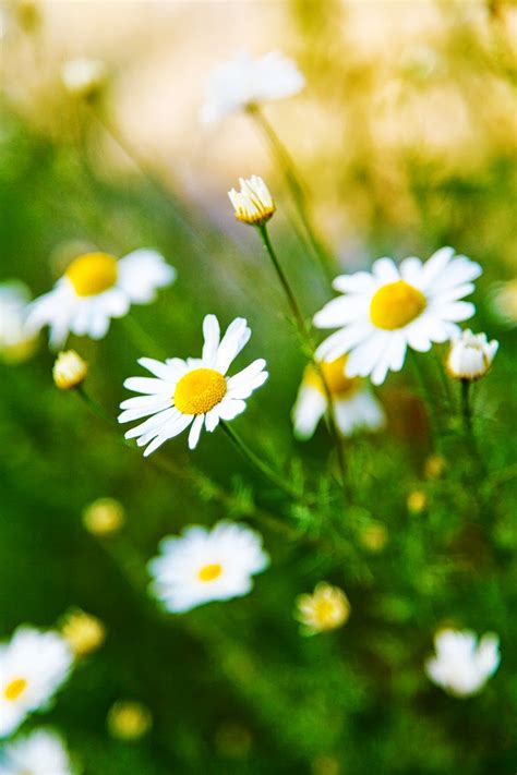 The Eye Of Lonis Storm Camomile