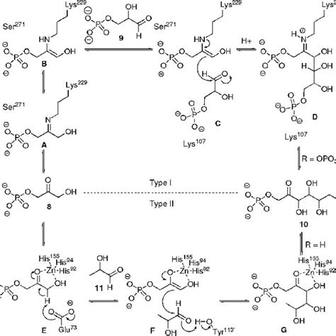 Pdf The Direct Catalytic Asymmetric Aldol Reaction