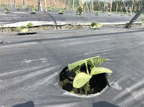 神農廣播電台 FM99 5 小黃瓜大黃瓜 刺瓜 神農補給站大黃瓜苗期水分給太多導致黃瓜長不大葉子偏黃偏小目前如照片模樣有救嗎 附圖
