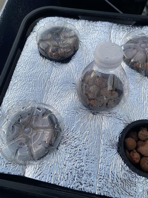 New Rdwc System R Hydroponics