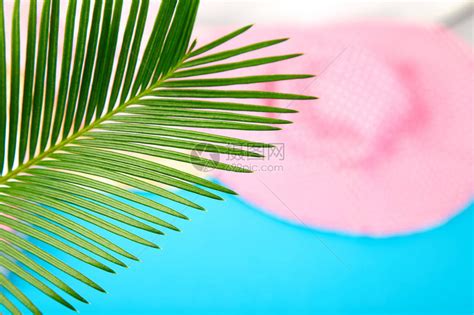 夏季热带绿色棕榈叶背景极简主义的概念平躺高清图片下载 正版图片503348880 摄图网