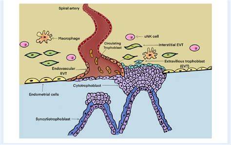 Cell Populations At Maternal Fetal Interface Schematic Diagram Showing Download Scientific