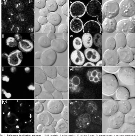 Figure 1 From The Spatial Organization Of Lipid Synthesis In The Yeast Saccharomyces Cerevisiae