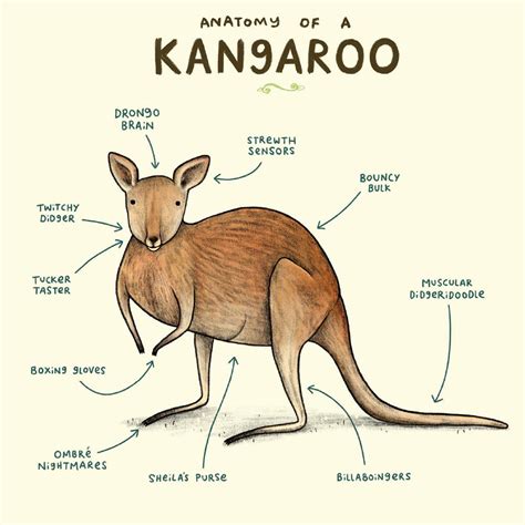 Red Kangaroo Diagram