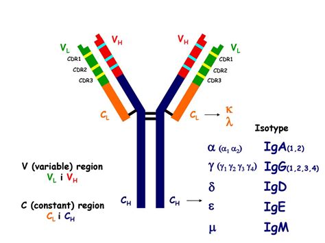 Antigen Recognition In Adaptive Immunity Ppt Download