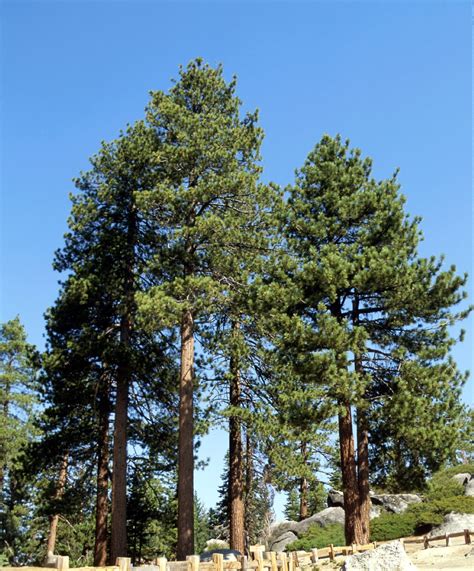 Pinus Jeffreyi Jeffrey Pine Van Den Berk Nurseries