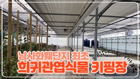남사화훼단지 희귀관엽식물 키핑장 오픈 희귀식물 구경 같이해요 YouTube