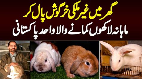 Ghar Me International Breed Ke Rabbits Paal Kar Monthly Lakhon Kamane