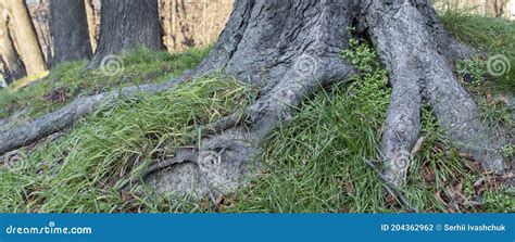 Big Tree Roots Close Up Stock Photo Image Of Giant 204362962