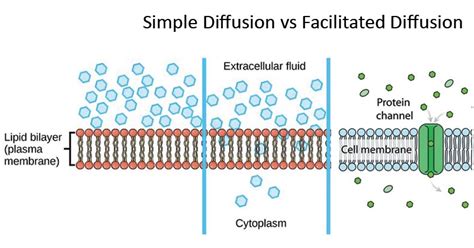 What Is Diffusion Solar PV Cell Material