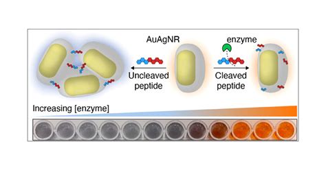 Goldsilver Coreshell Nanoparticle Crosslinking Mediated By Protease Activity For Colorimetric