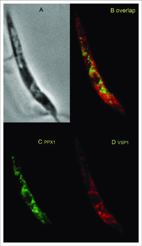 Colocalization Analysis By Indirect Immunofluorescence Of Lavsp1 And Download Scientific