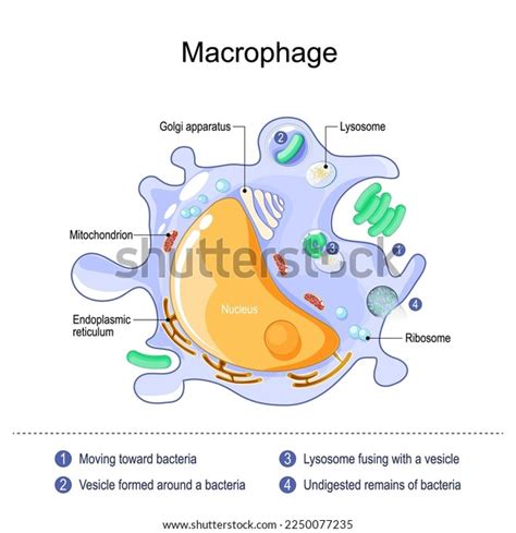 Macrophage Cell Structure