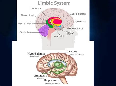Brain Structure And Its Function Class 10 Pptx Brain And Nervous