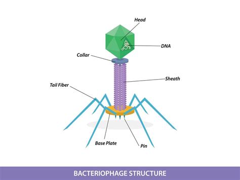 Phage Vector Art Icons And Graphics For Free Download