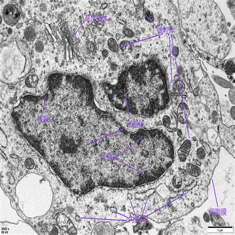 透射电镜武汉博尔夫生物科技有限公司 专注于生物医学研究和技术服务的高新技术企业