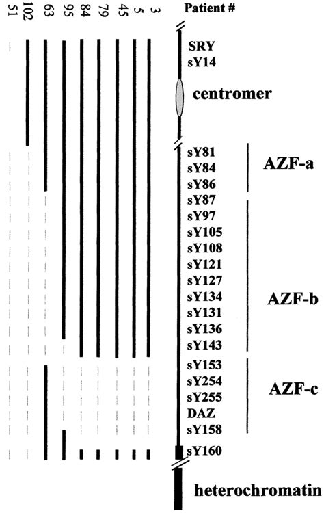 Schematic Depiction Of Y Chromosome Deletions Found In Nine Patients Download Scientific
