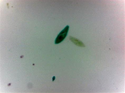 Protozoa Mixed Prepared Microscope Slide