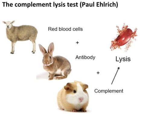 Flashcard The Complement System Quizlet