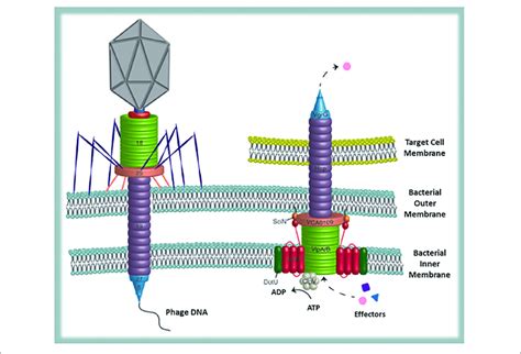 Bacterial Structures Showing Similarities With Phages T6ss And The Download Scientific